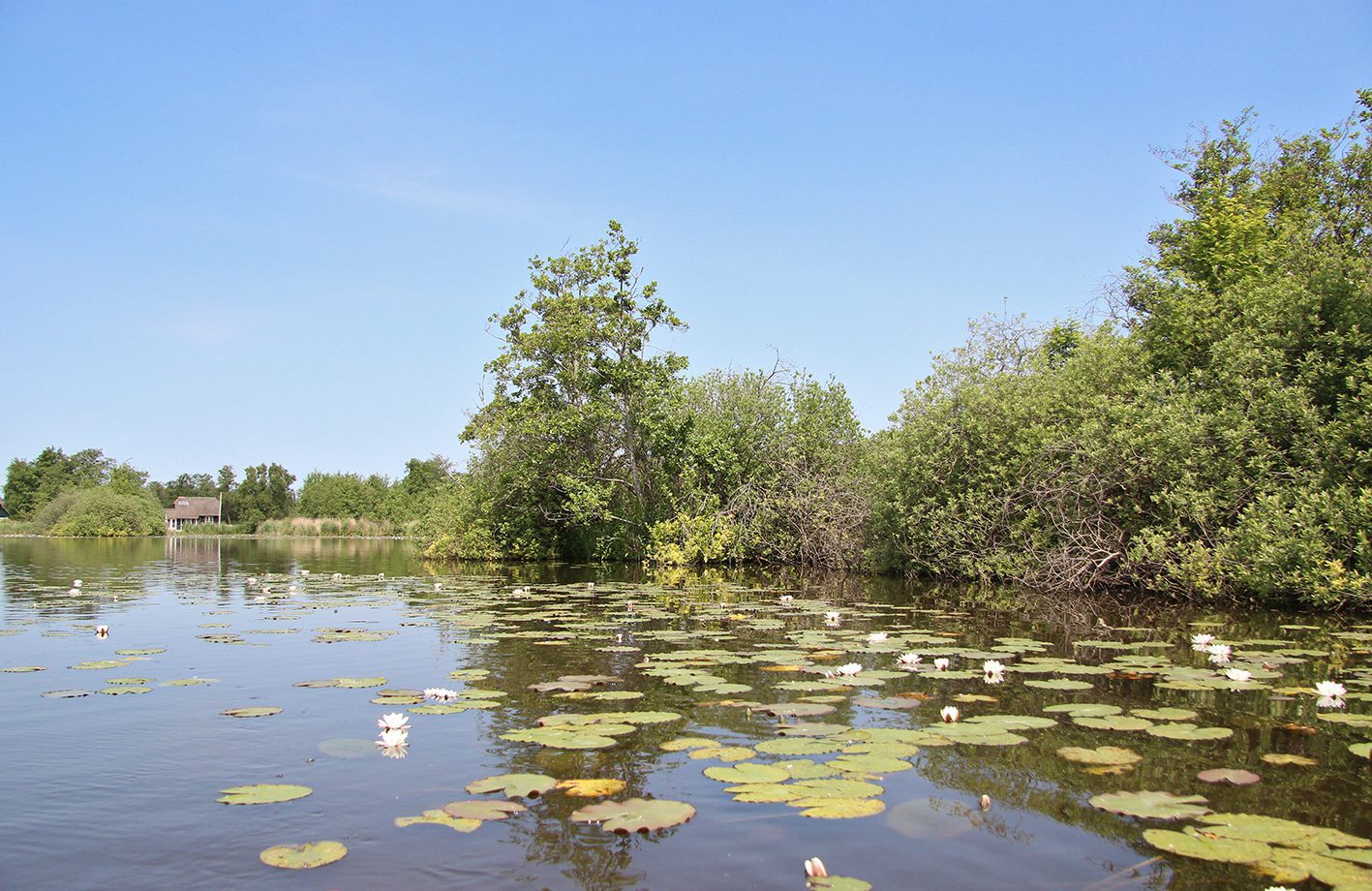 De Alde Feanen: uniek nationaal park met prachtige wandelroutes