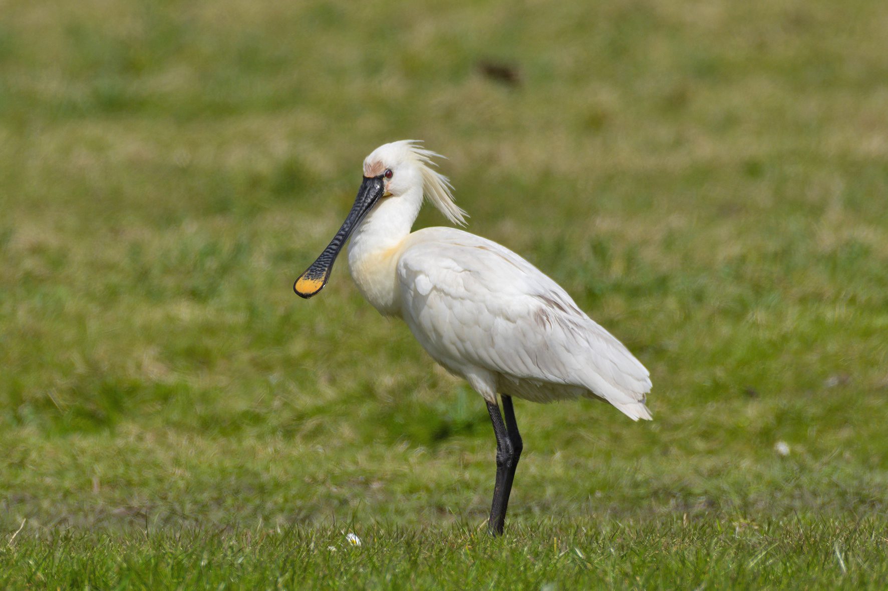 Lepelaar | It Fryske Gea