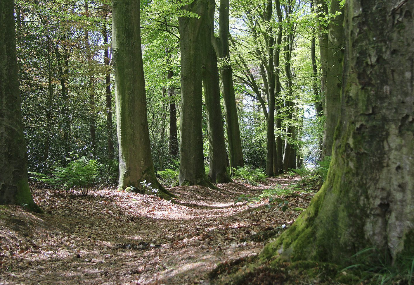 Wilhelmina-oard | It Fryske Gea