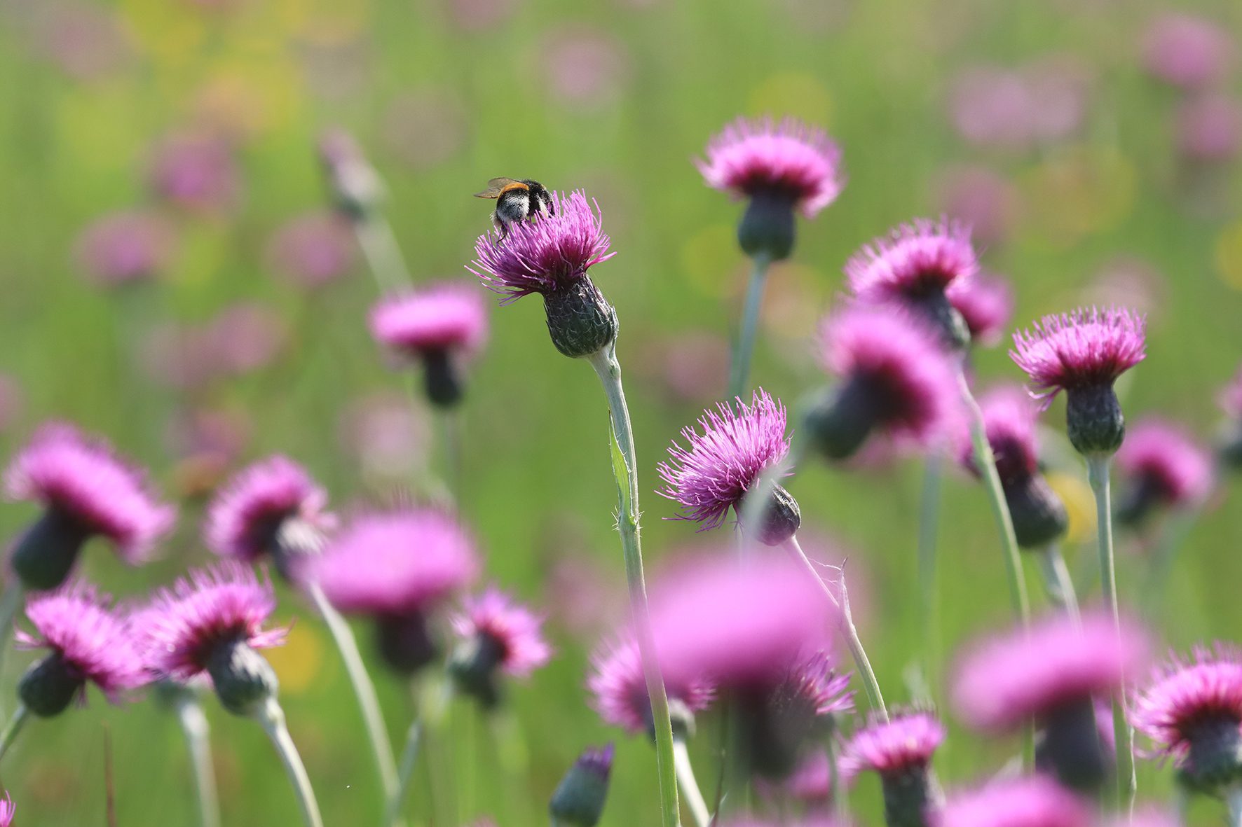 Spaanse ruiter | It Fryske Gea