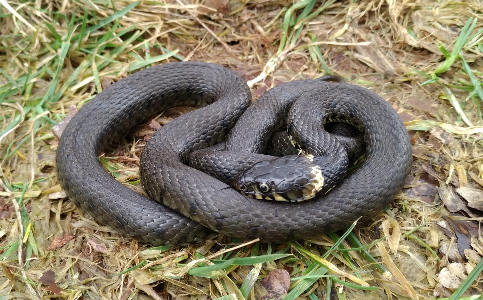 Eerste ringslang van het seizoen in het Easterskar | It Fryske Gea